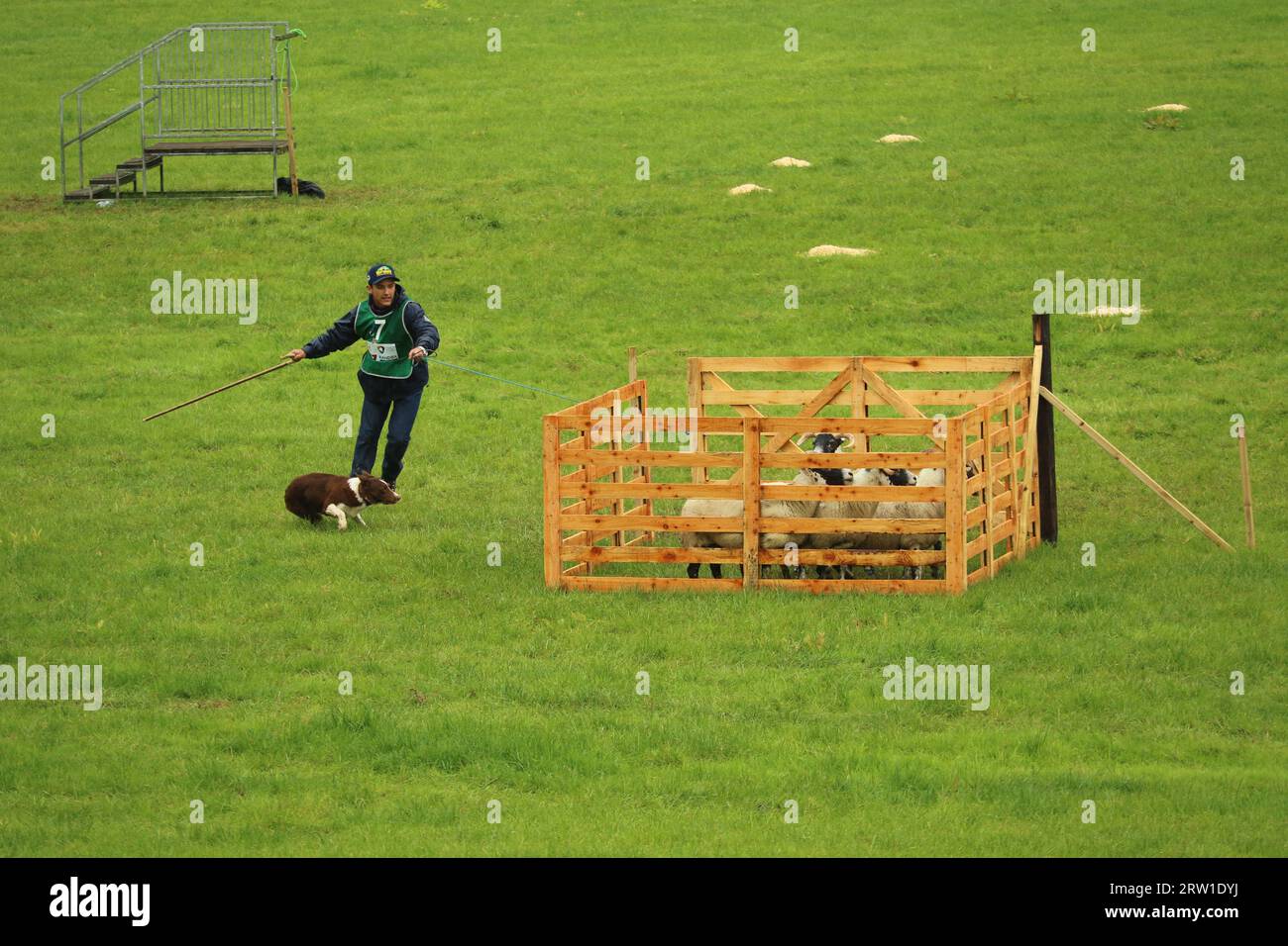 Diogo Ruiz Santos and Capitão Fort Reno competing at the World Sheepdog ...
