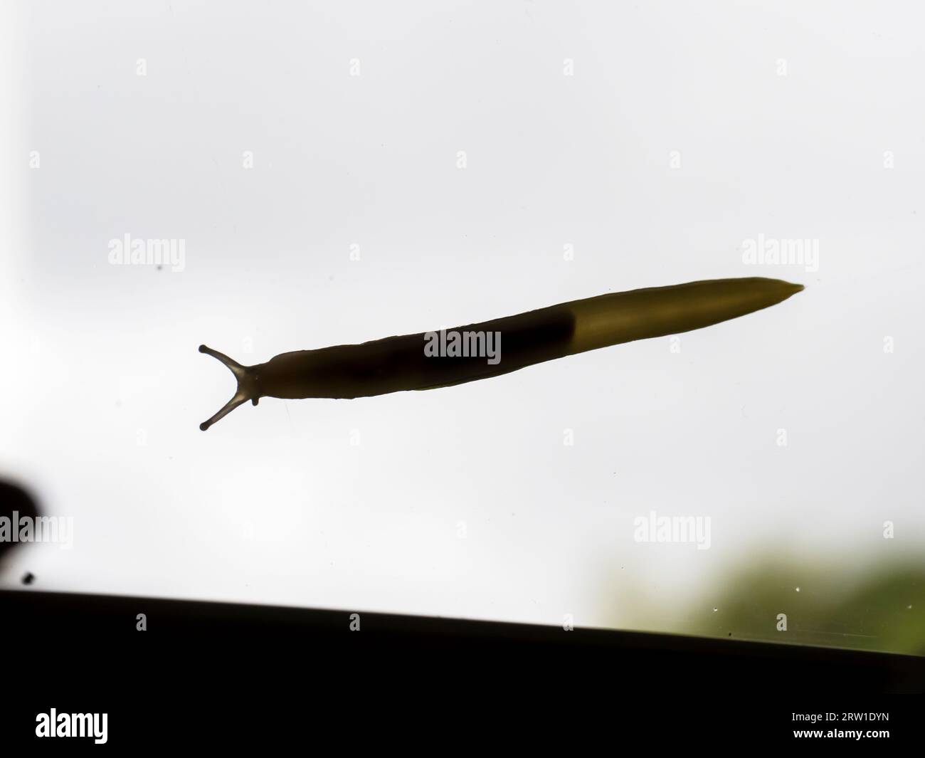 A slug on a house window, Ambleside, UK Stock Photo - Alamy