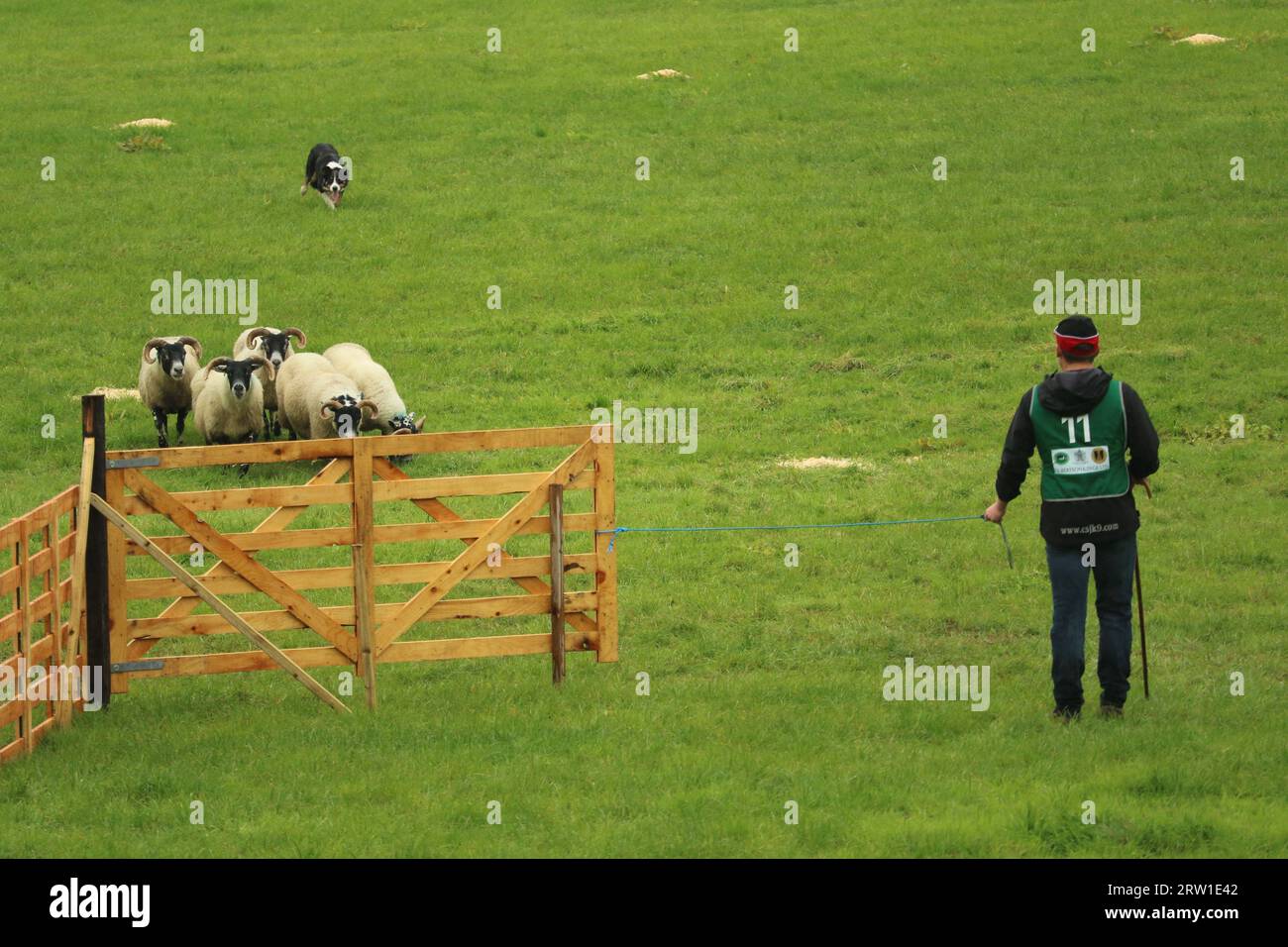 Elgan Jarman and dog Ken work together at the World Sheepdog Trials ...