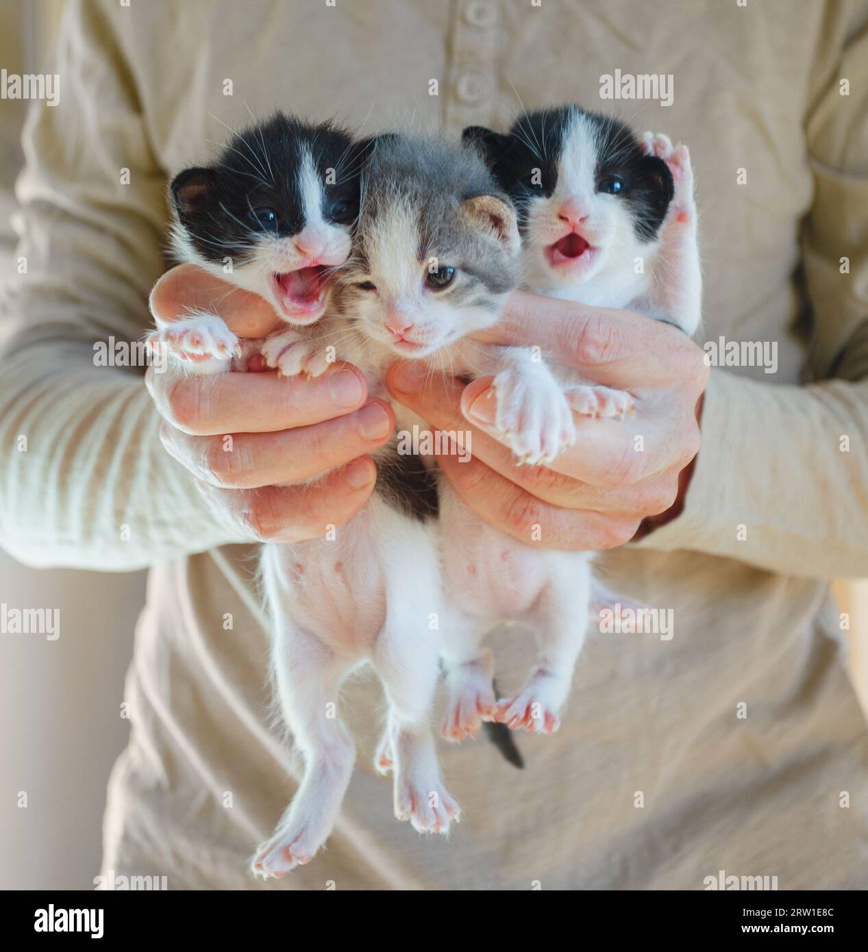 Meowing cat person hi-res stock photography and images - Alamy