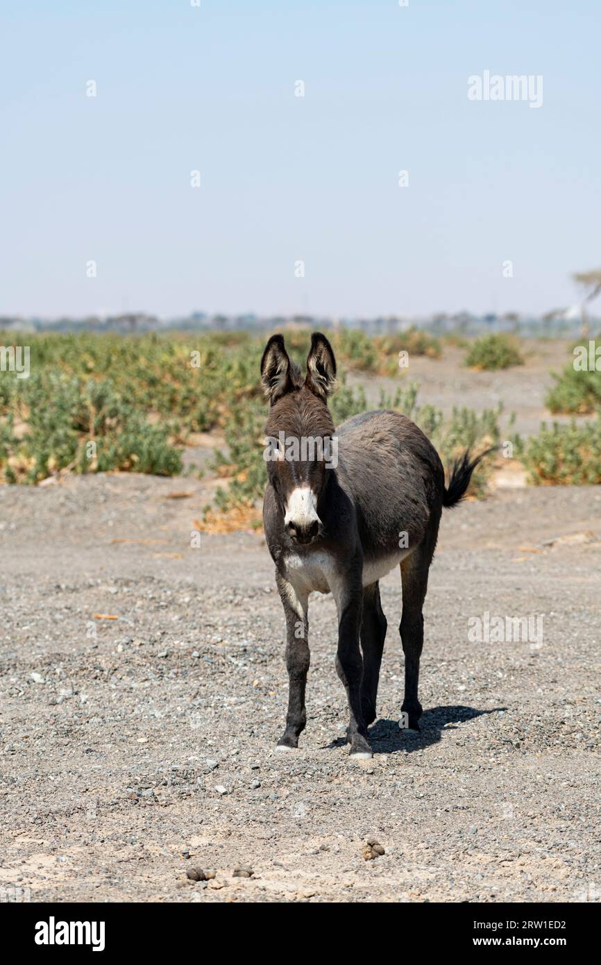 Vertical shot of a wild donkey making direct eye contact with the ...