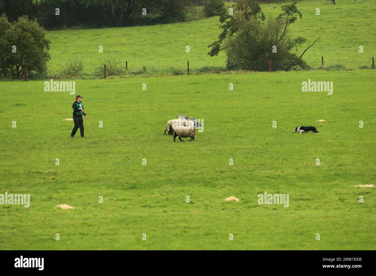 Jack Morgan Howells and dog Nip work together at the World Sheepdog ...