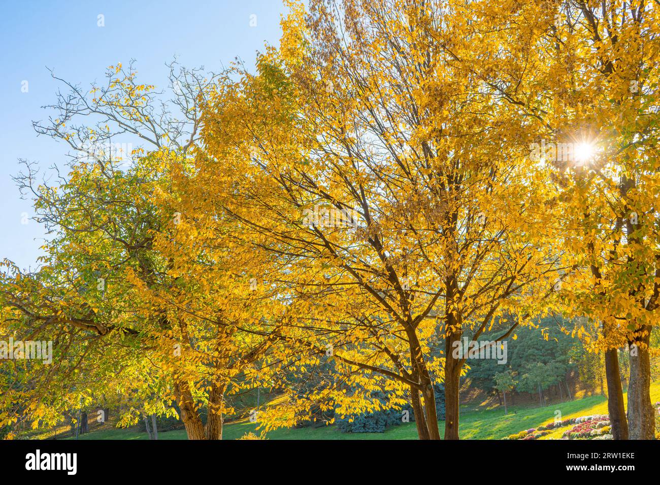 Sun ray shines through tree branches with yellow and green leaves, autumn landscape. Fall season ...