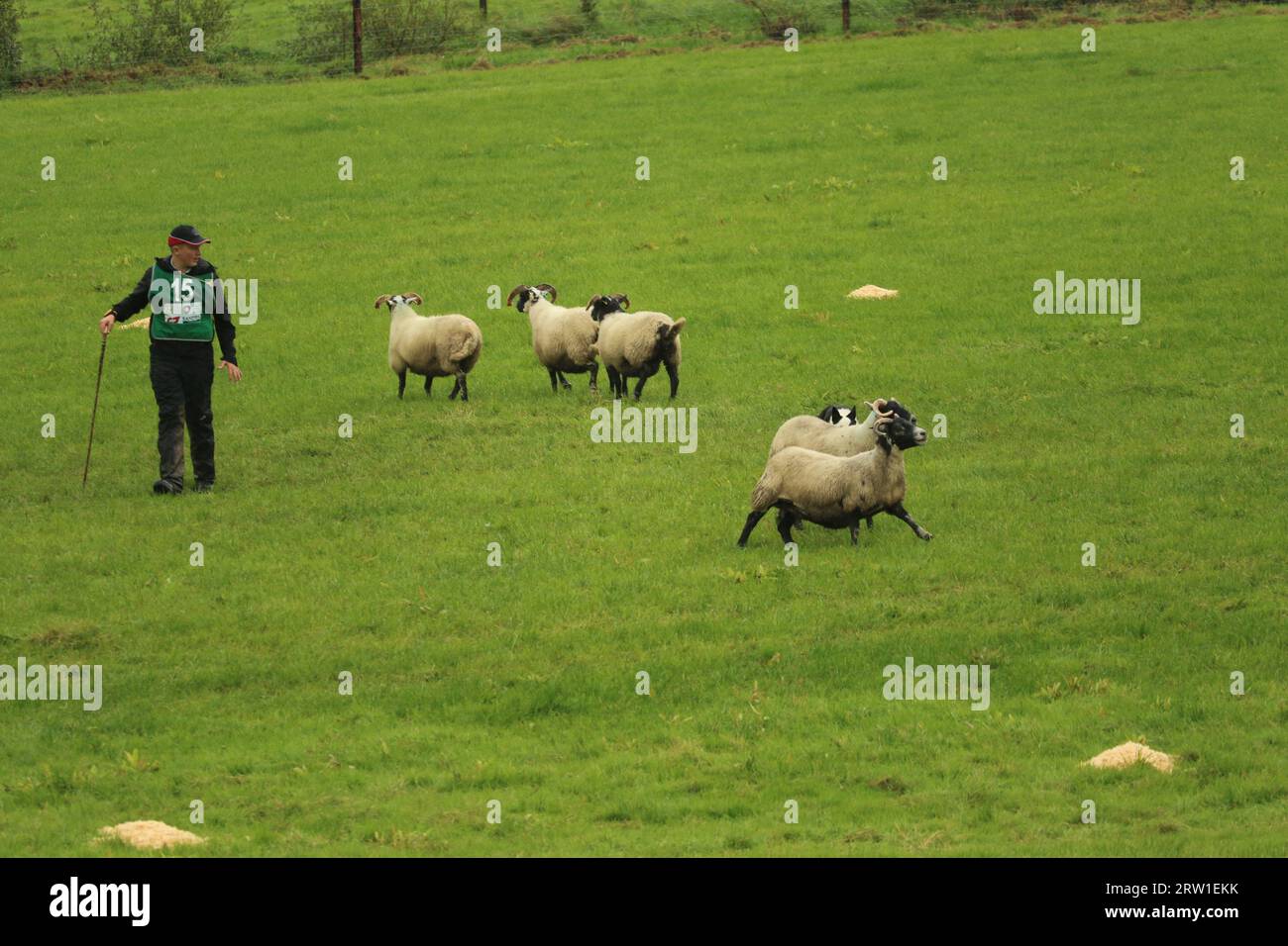 Jack Morgan Howells and dog Nip work together at the World Sheepdog ...