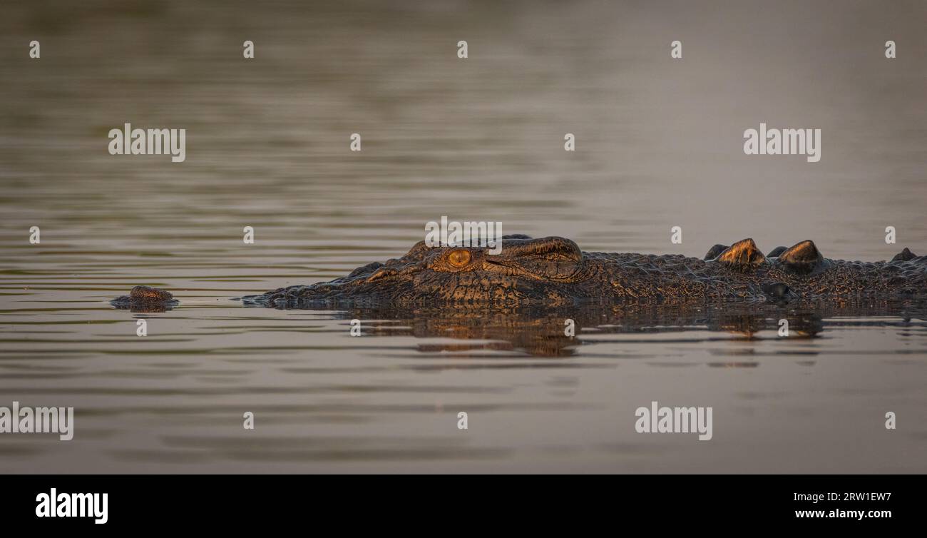 A large Saltwater Crocodile surfaces at first light. Northern Territory ...