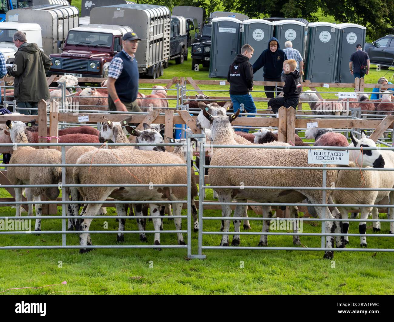 Blue Faced Leicester Sheep being displayed at the Broughton in Furness ...