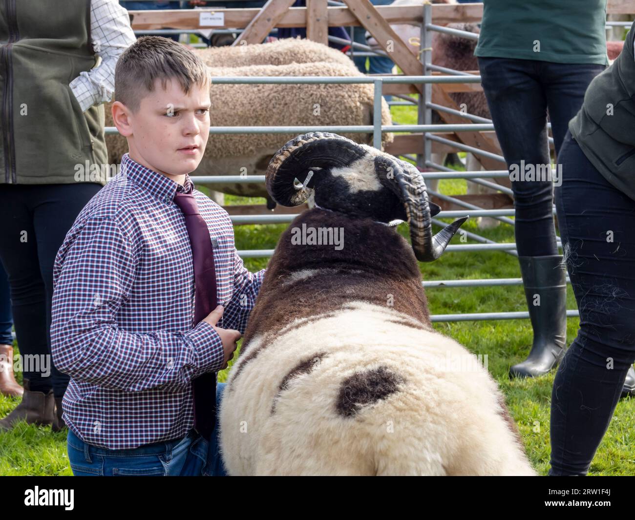 Sheep being displayed at the Broughton in Furness annual agricultural ...