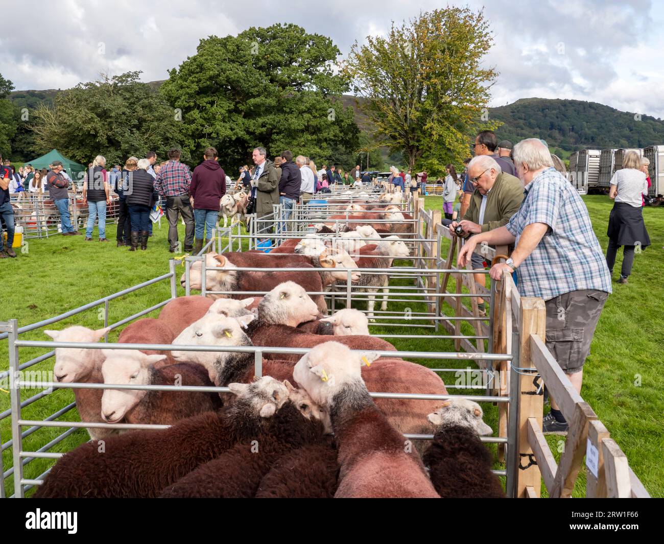 Herdwick sheep being displayed at the Broughton in Furness annual ...