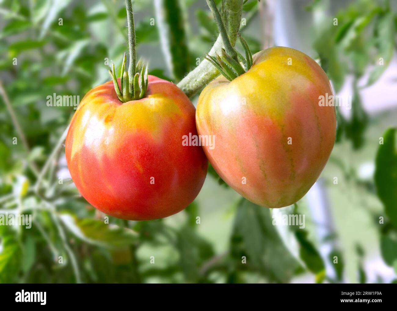 Tomato plant. Red ripe heirloom tomatoes grown in a greenhouse Stock ...