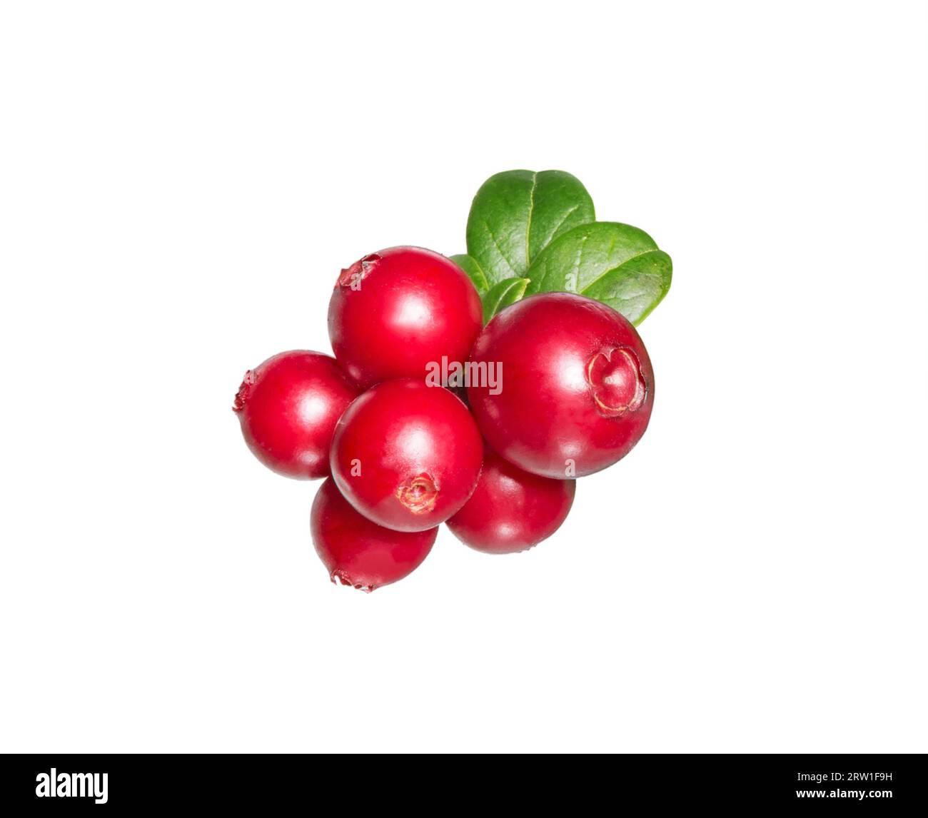 Wild cowberry (foxberry, lingonberry) with leaves isolated on white ...