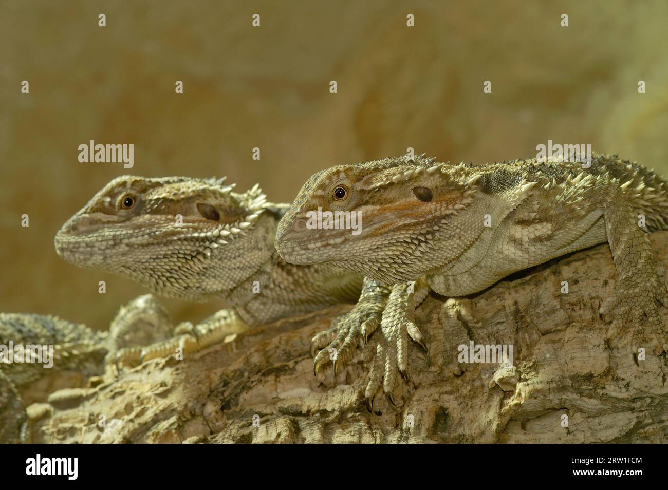 Closeup on two inland Bearded dragon lizard, Pogona vitticeps in a ...