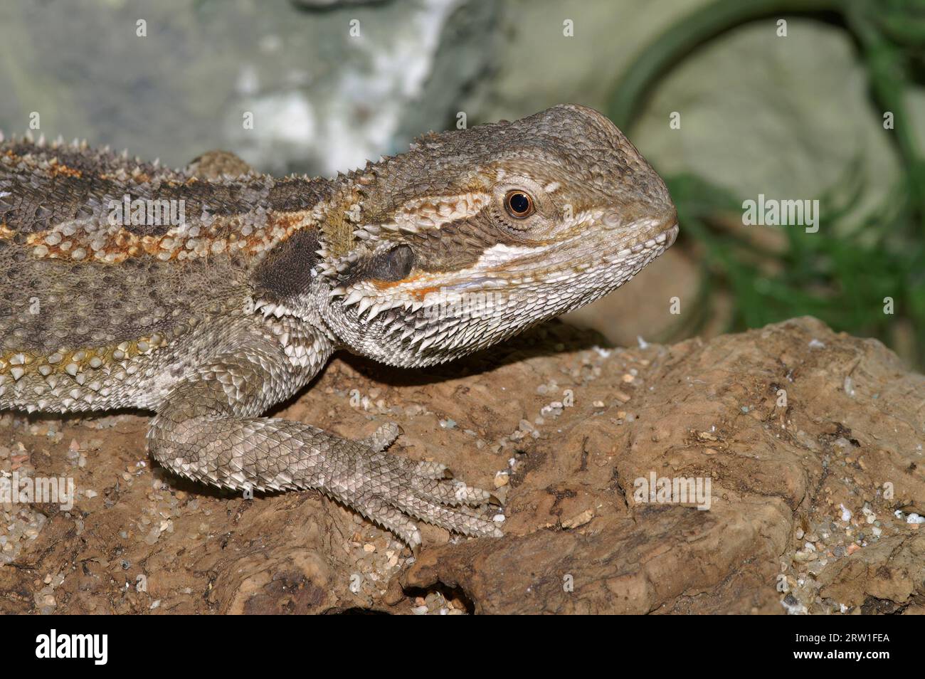Closeup on an inland Bearded dragon lizard, Pogona vitticeps in a ...