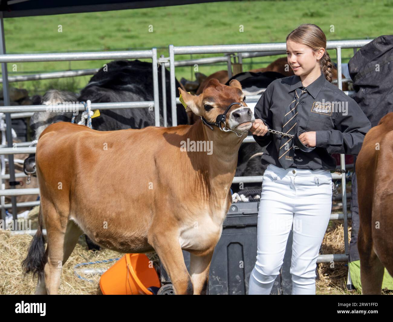 a Jersey cow being displayed at the Broughton in Furness annual ...