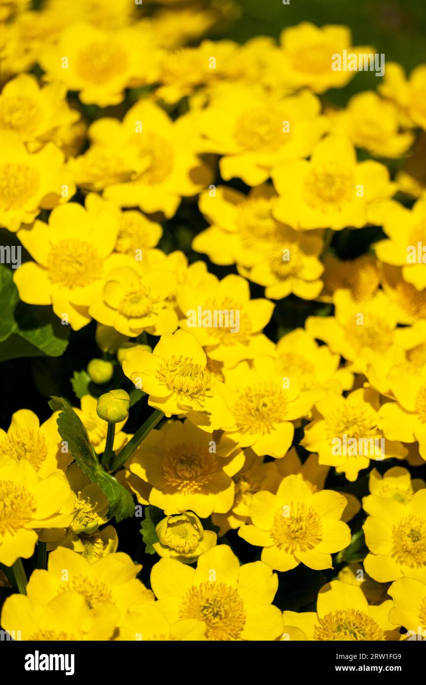 Damp terrain hi-res stock photography and images - Alamy