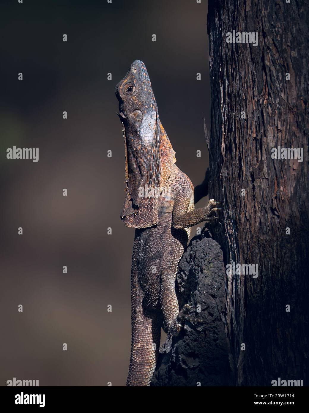 Frilled lizard claws hi-res stock photography and images - Alamy