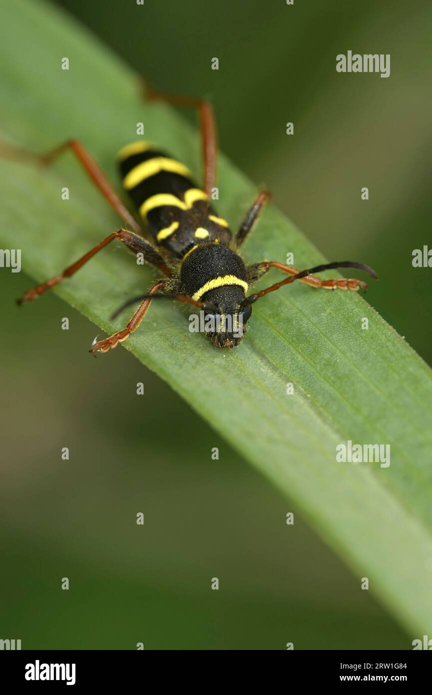 Natural vertical closeup on a colorful harmless wasp-mimicking longhorn ...