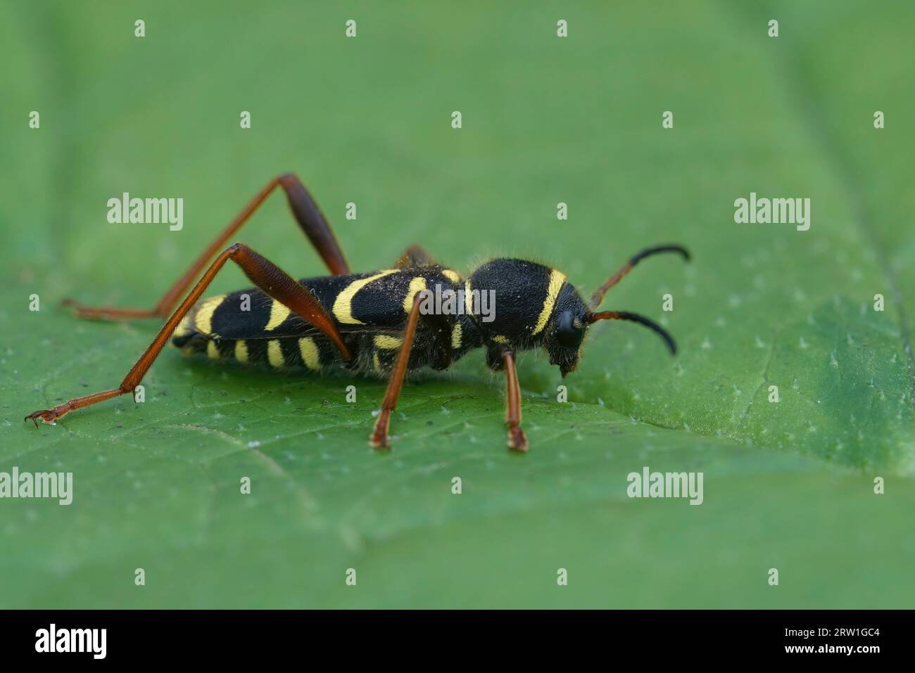 Natural closeup on a colorful harmless wasp-mimicking longhorn beetle ...