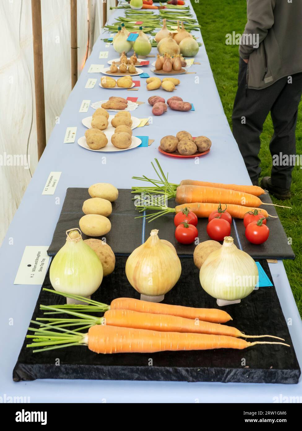 A home grown vegetable competition at the Broughton in Furness anual ...