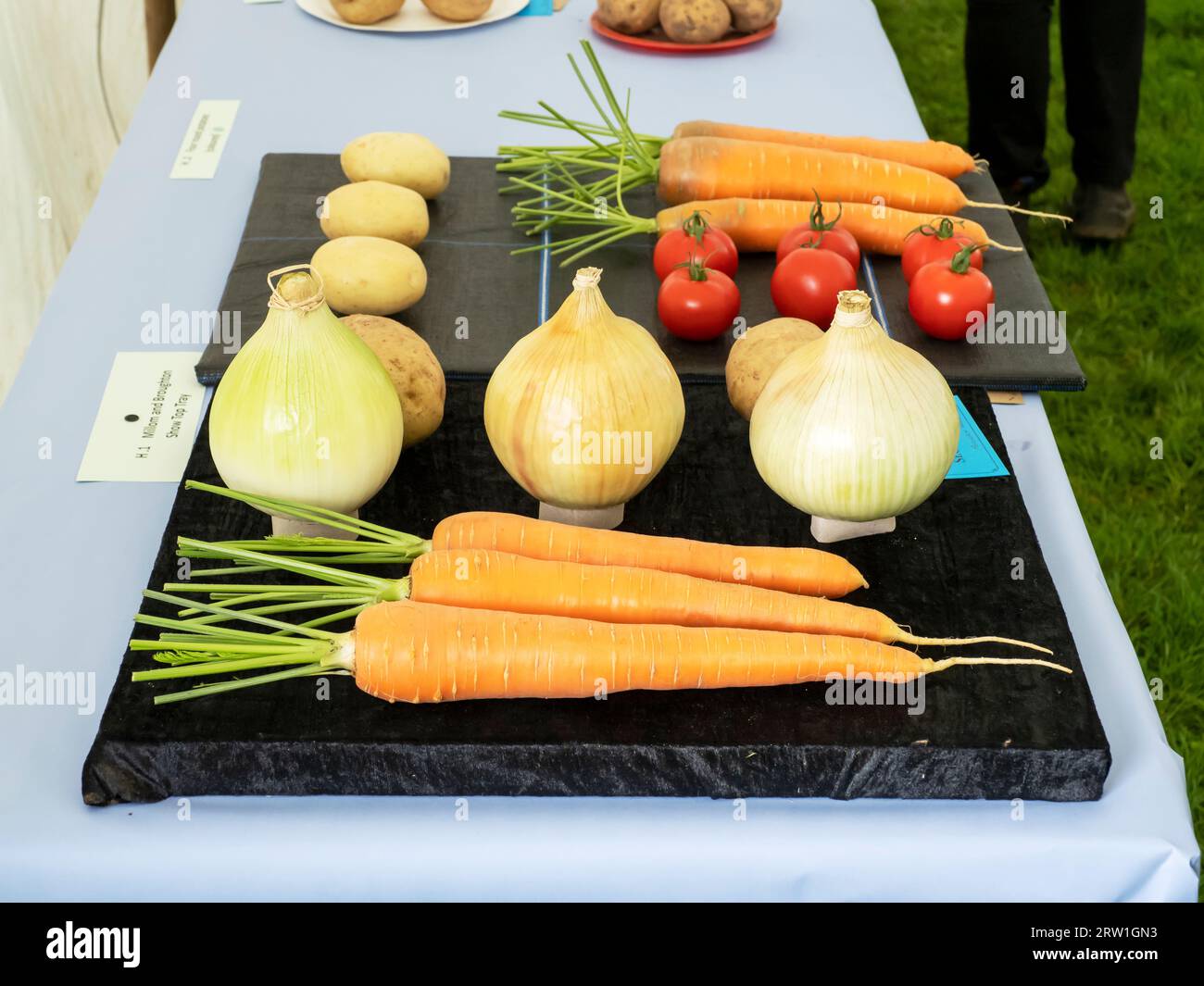 A home grown vegetable competition at the Broughton in Furness anual ...