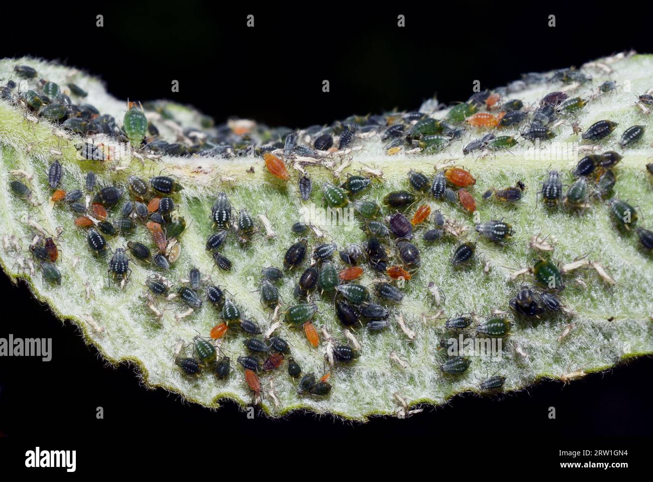 Closeup on salix leaf heavily infected by aphids Stock Photo - Alamy