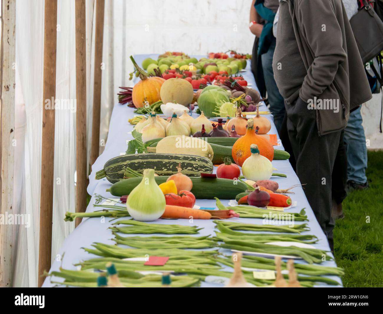 A home grown vegetable competition at the Broughton in Furness anual ...