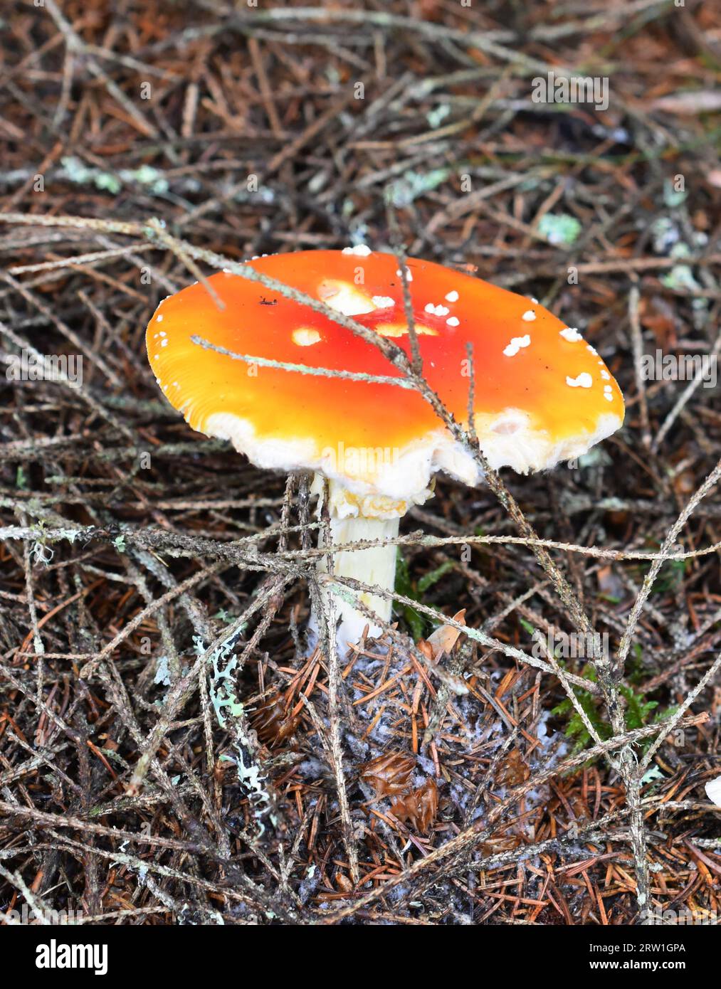 Red fly agaric Amanita muscaria mushroom in a forest Stock Photo - Alamy
