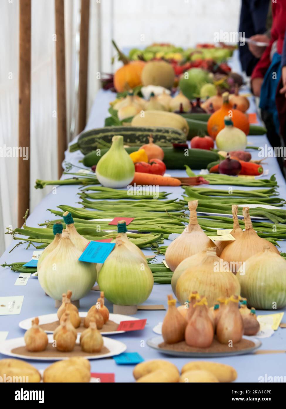 A home grown vegetable competition at the Broughton in Furness anual ...
