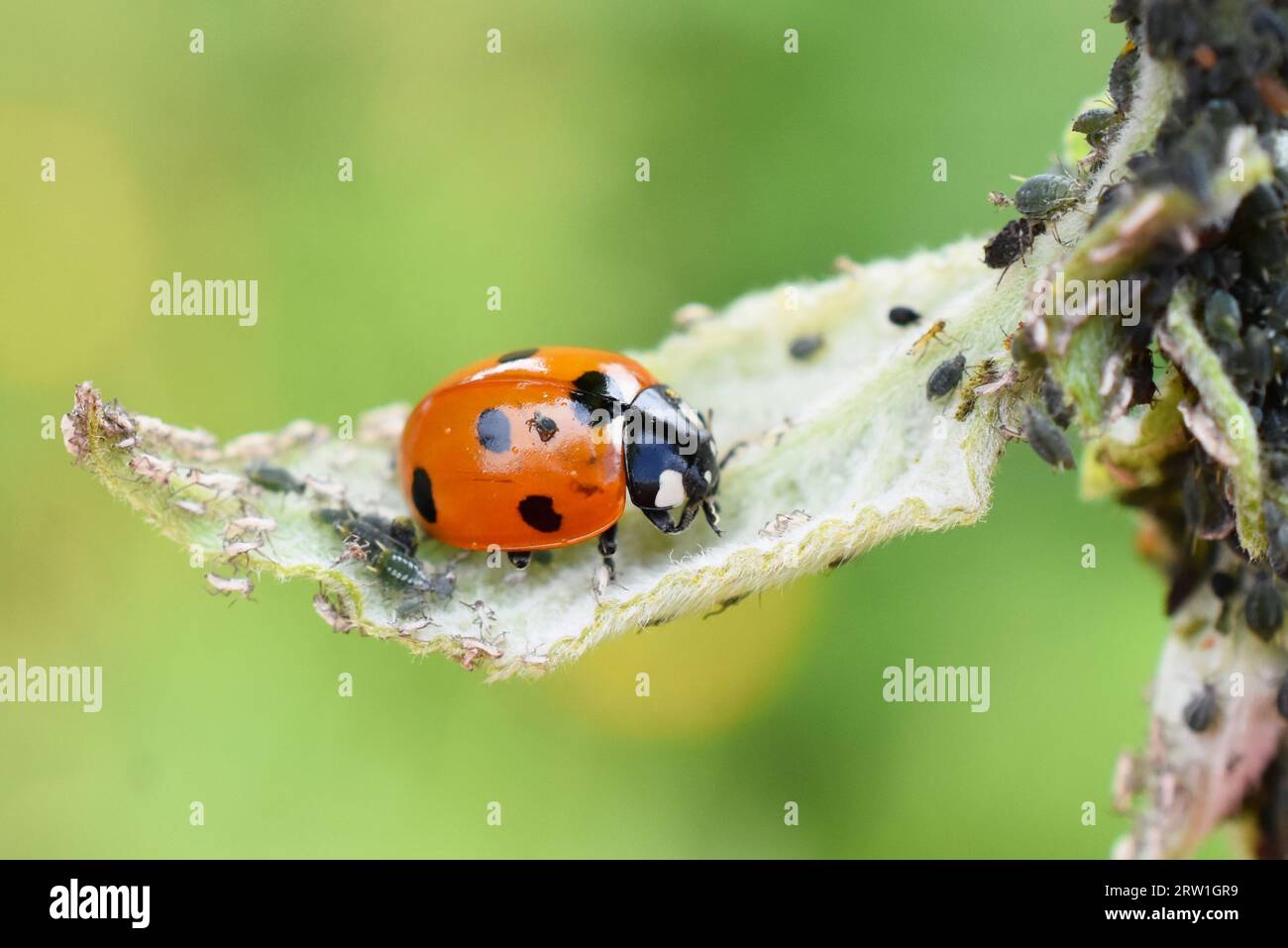 Ladybird eating aphids on a leaf natural aphid pest control Stock Photo ... Ladybird eating aphids on a leaf natural aphid pest control Stock Photo ...