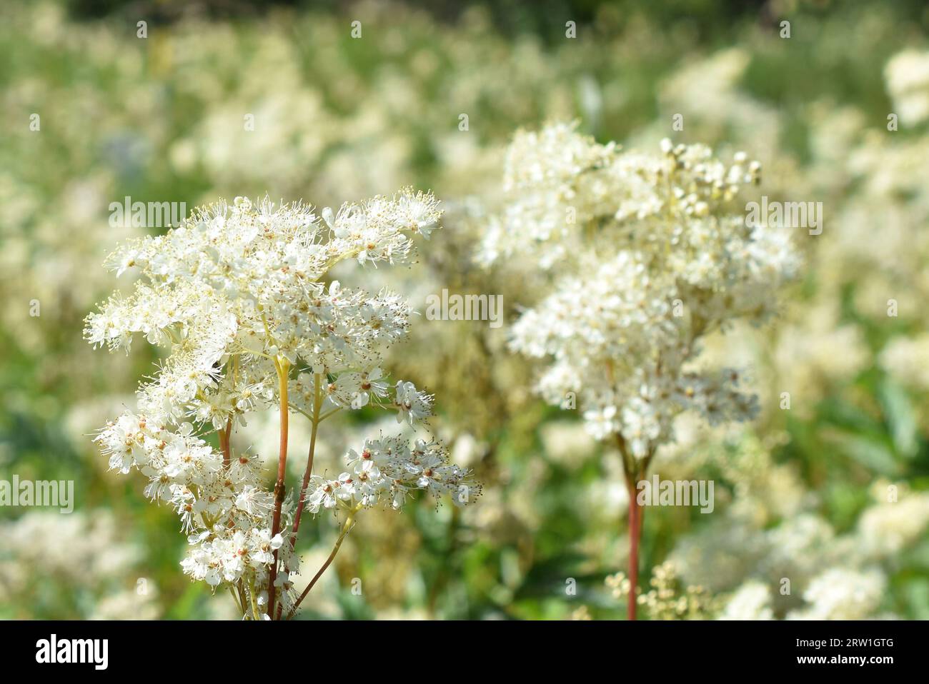 Meadowsweet Filipendula ulmaria flowering in a wildflower field Stock ...