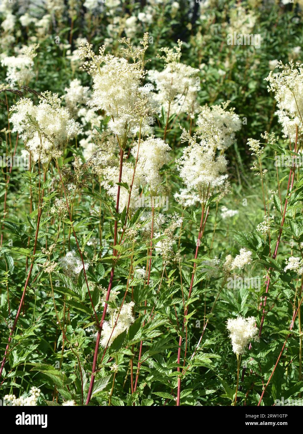 Meadowsweet Filipendula ulmaria flowering in a wildflower field Stock ...
