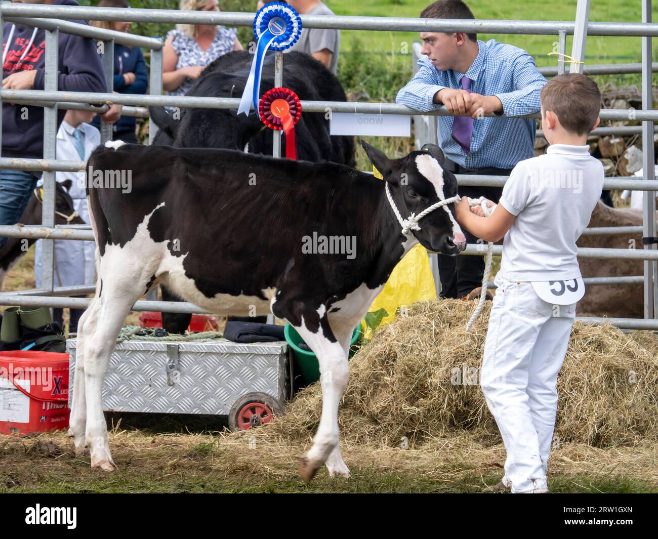 A Freisen cow being displayed at the Broughton in Furness annual ...