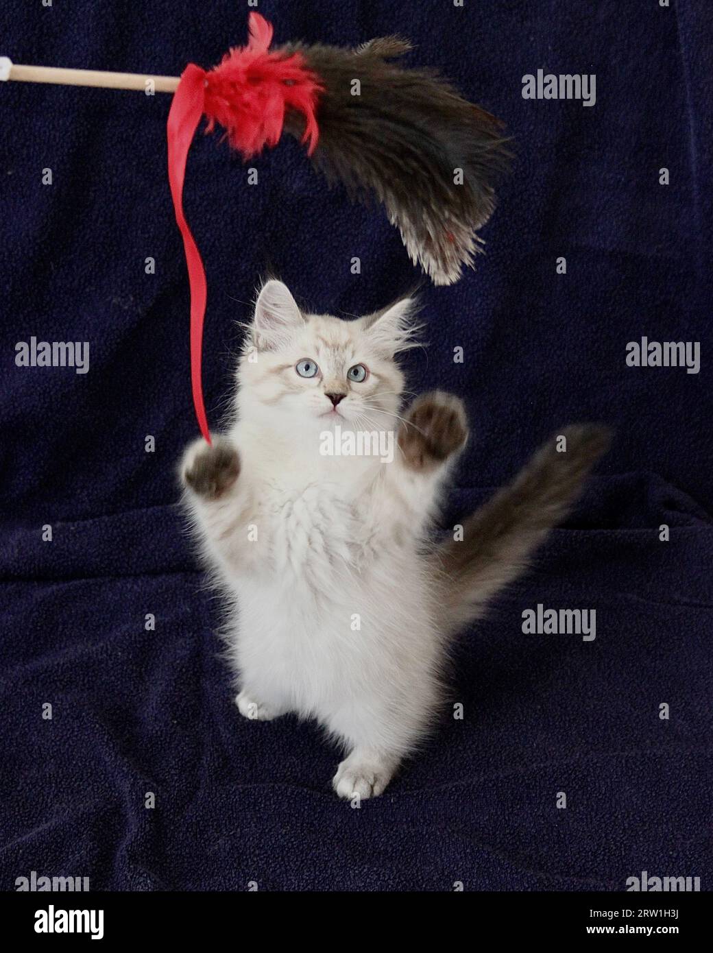 White Russian kitty Stock Photo - Alamy