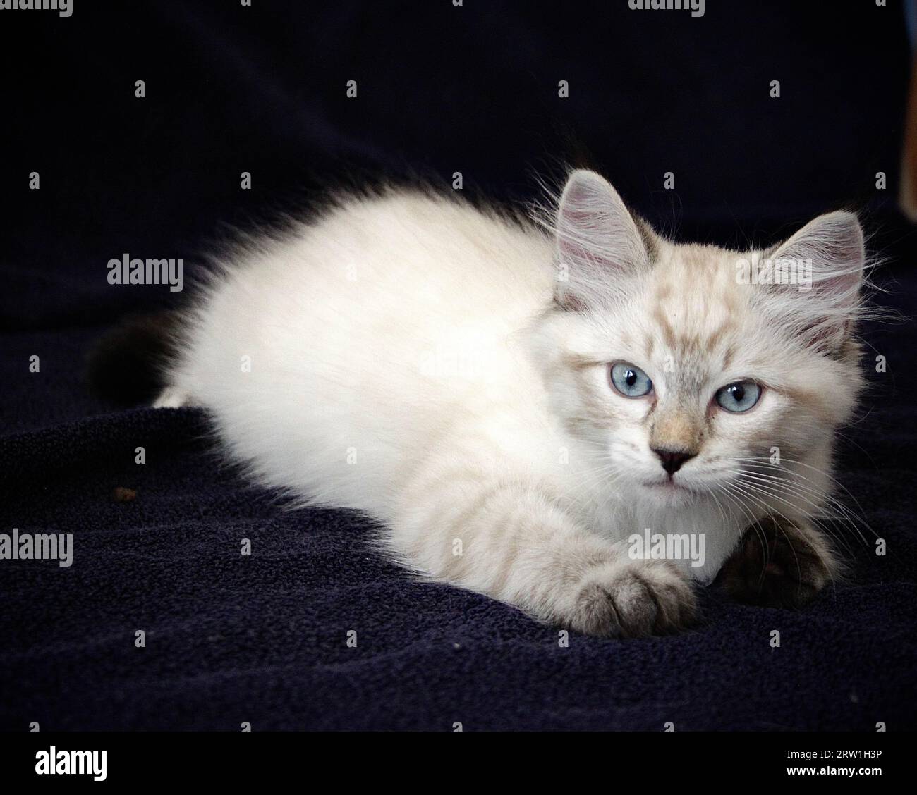 White Russian kitty Stock Photo - Alamy