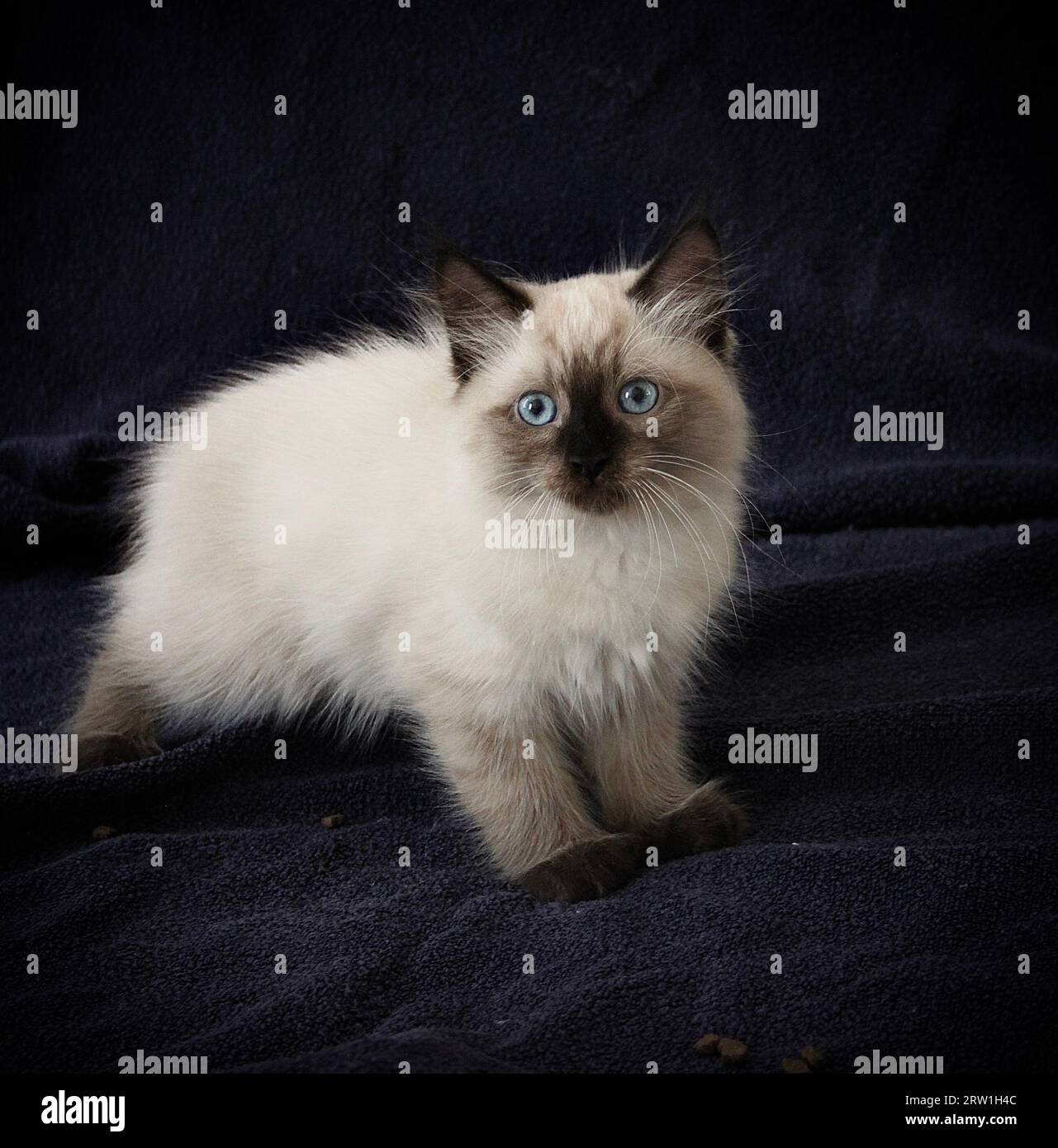 White Russian Cat ( Kitty Stock Photo - Alamy
