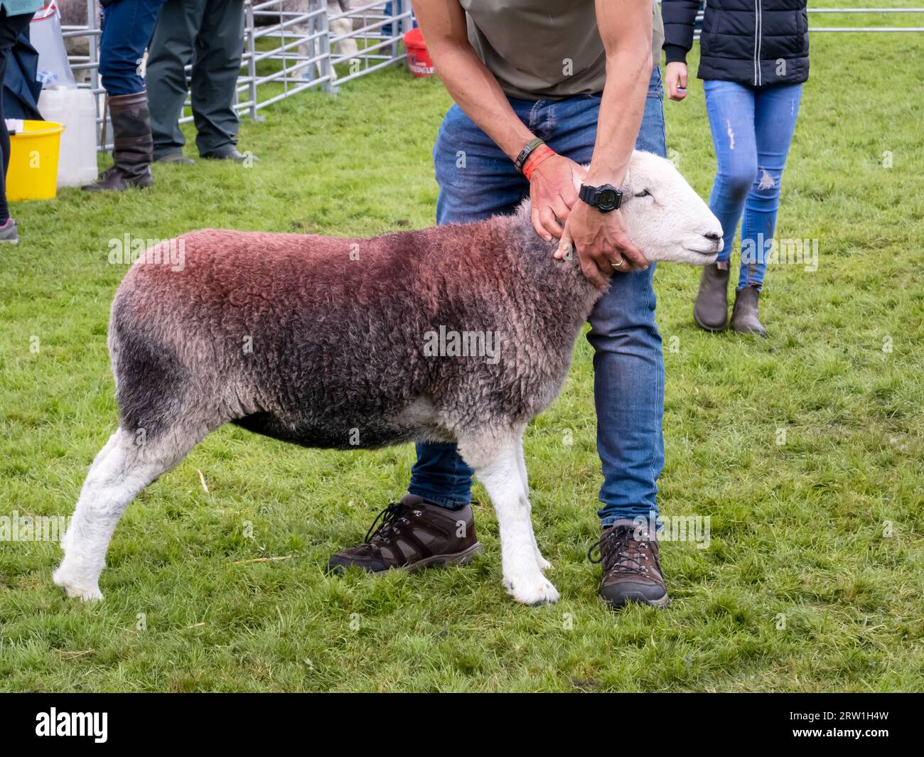 Herdwick sheep being displayed at the Broughton in Furness annual ...