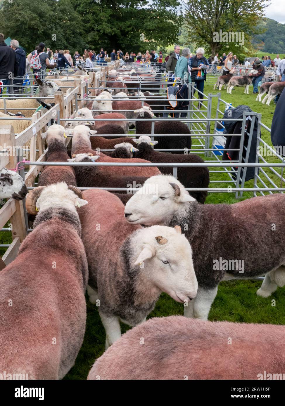 Herdwick sheep being displayed at the Broughton in Furness annual ...