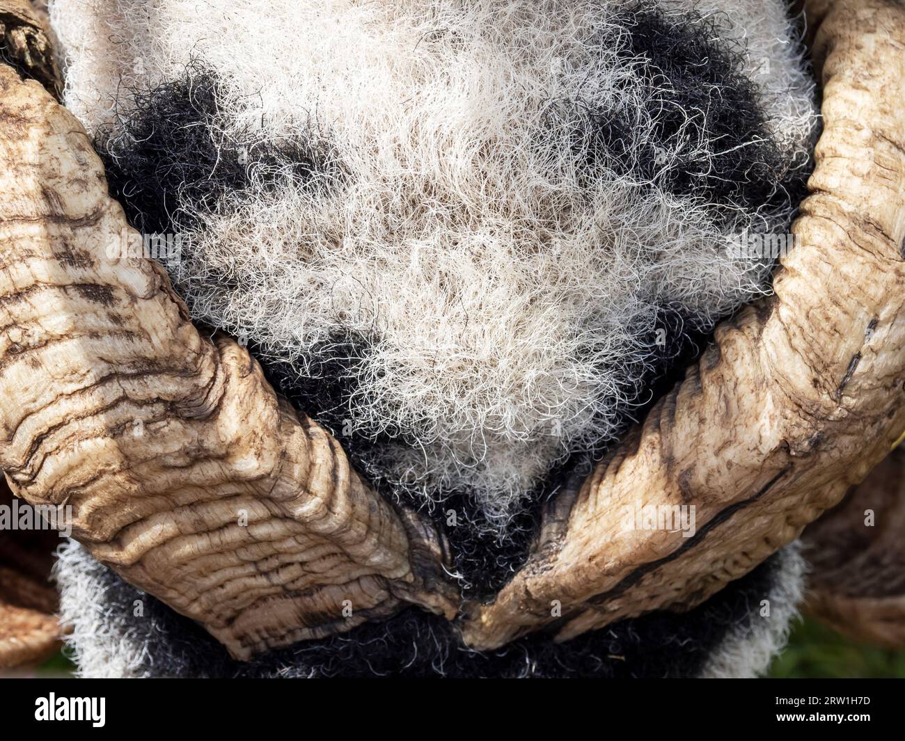 Sheep being displayed at the Broughton in Furness annual agricultural ...