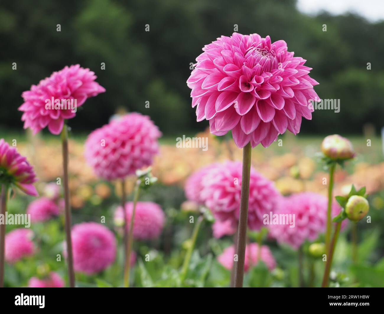 Dahlia field hi-res stock photography and images - Alamy