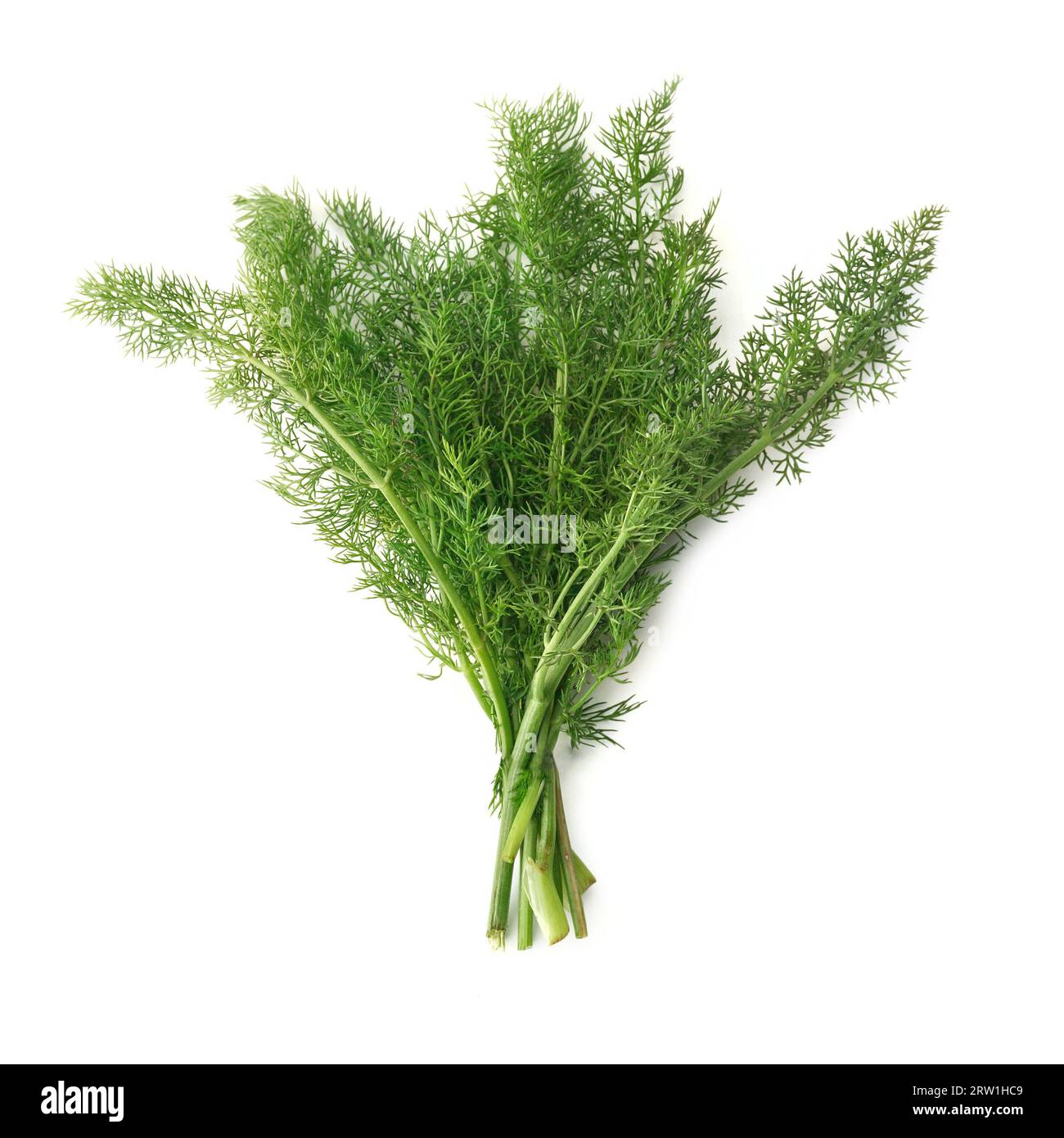 Fennel Leaves in Bunch, Isolated – Traditional Italian "Finocchietto ...