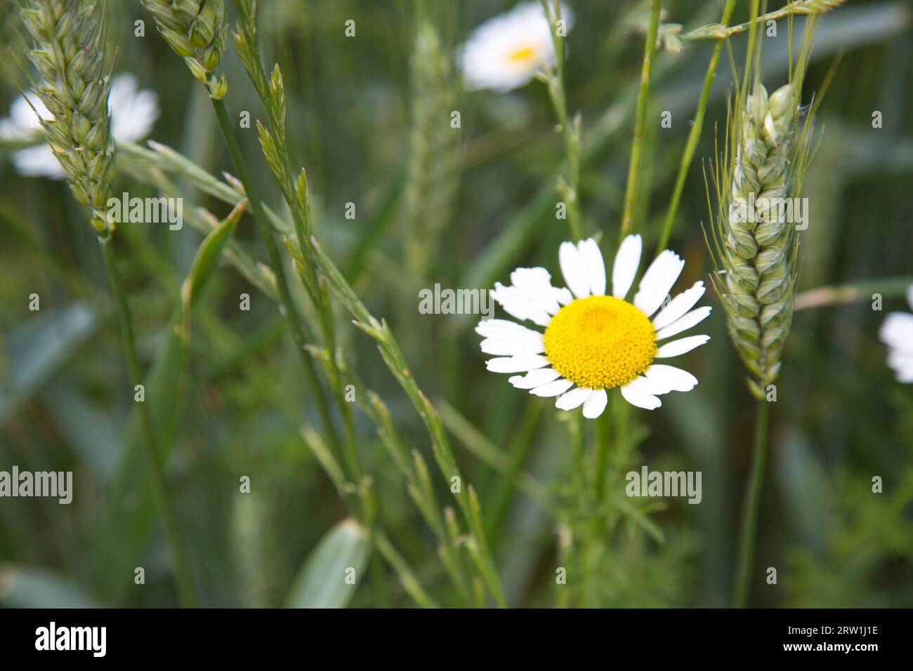 A daisy flower in a crop field Stock Photo - Alamy
