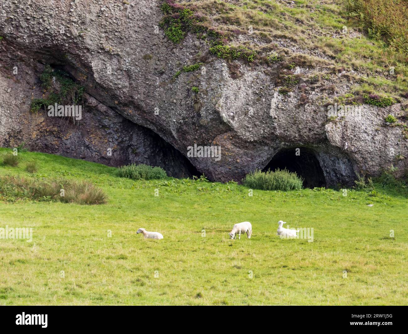 Old abandoned sea caves in a former sea cliff, that has been raised ...