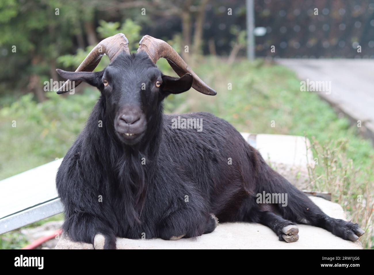 Black goat hi-res stock photography and images - Alamy