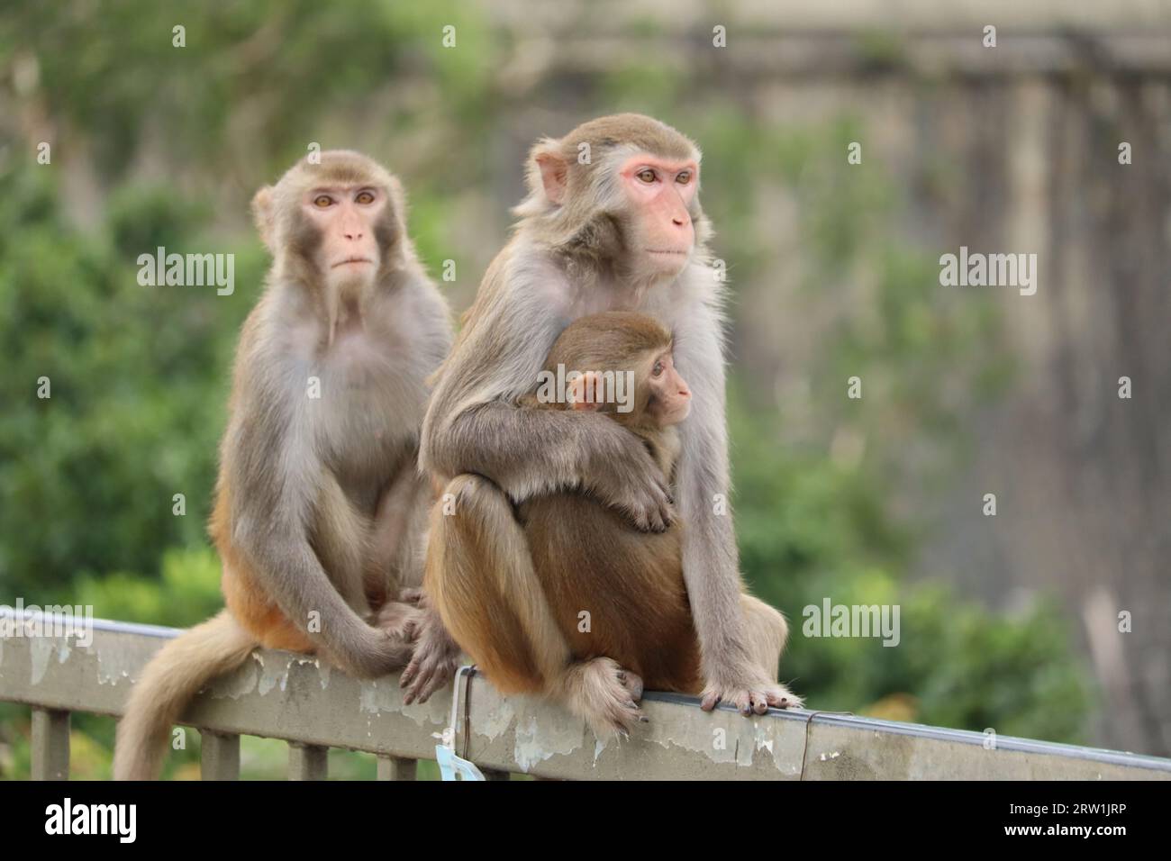 a family of monkeys in Hong Kong Stock Photo - Alamy