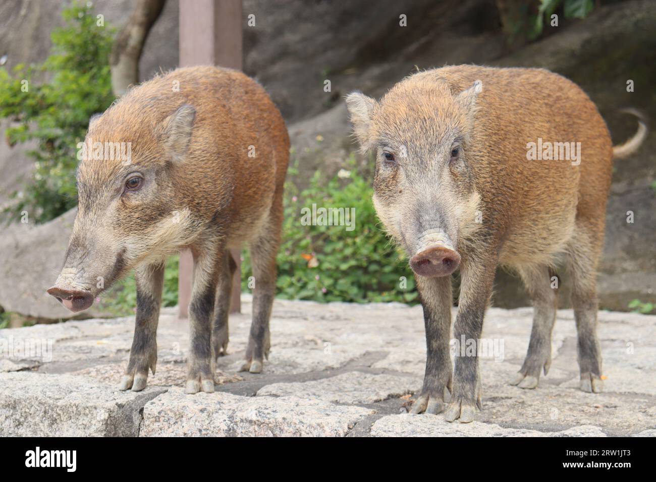 Hong Kong animals and wildlife Stock Photo - Alamy