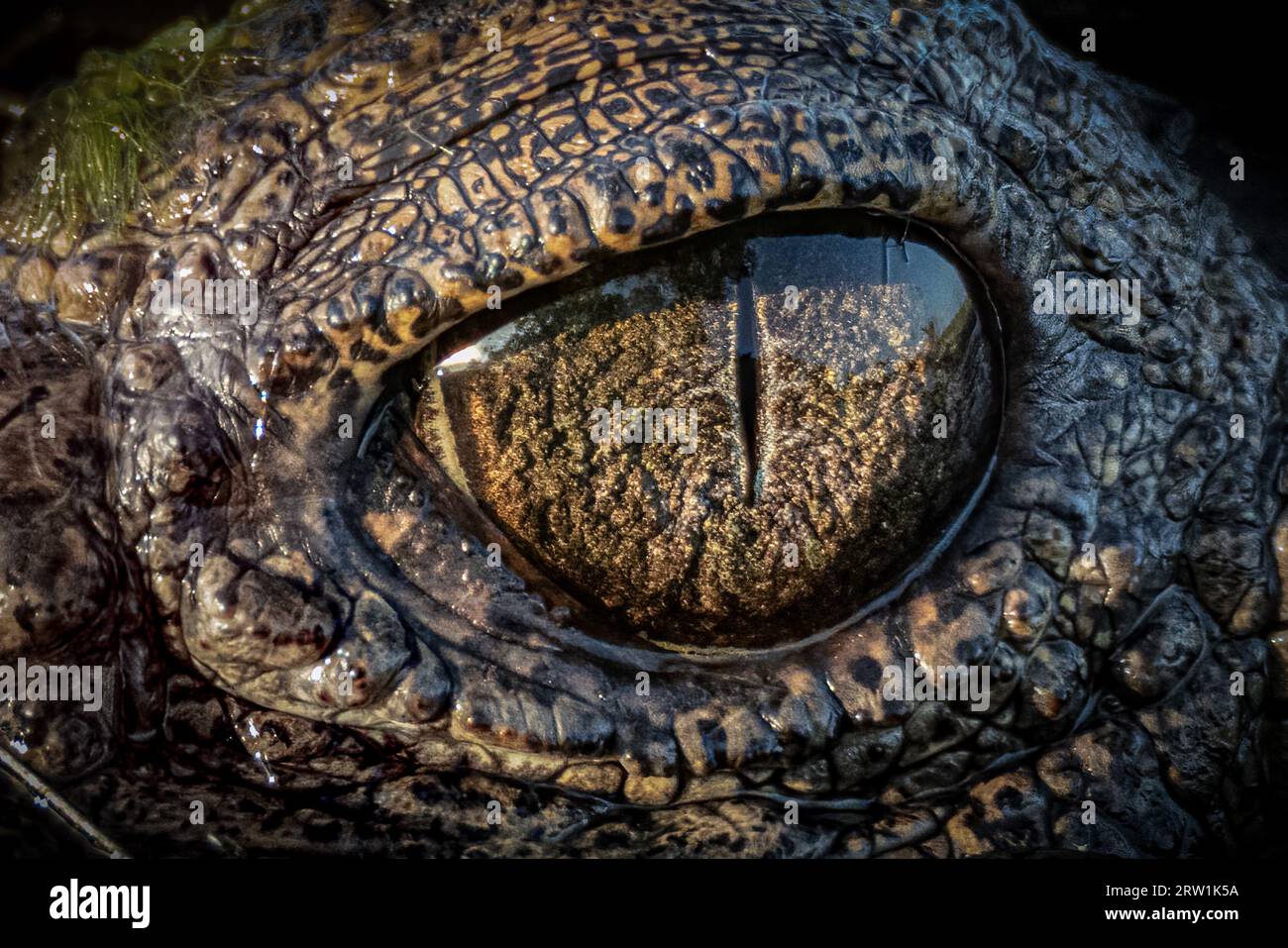 The amazing eye of a Saltwater Crocodile up close Stock Photo - Alamy