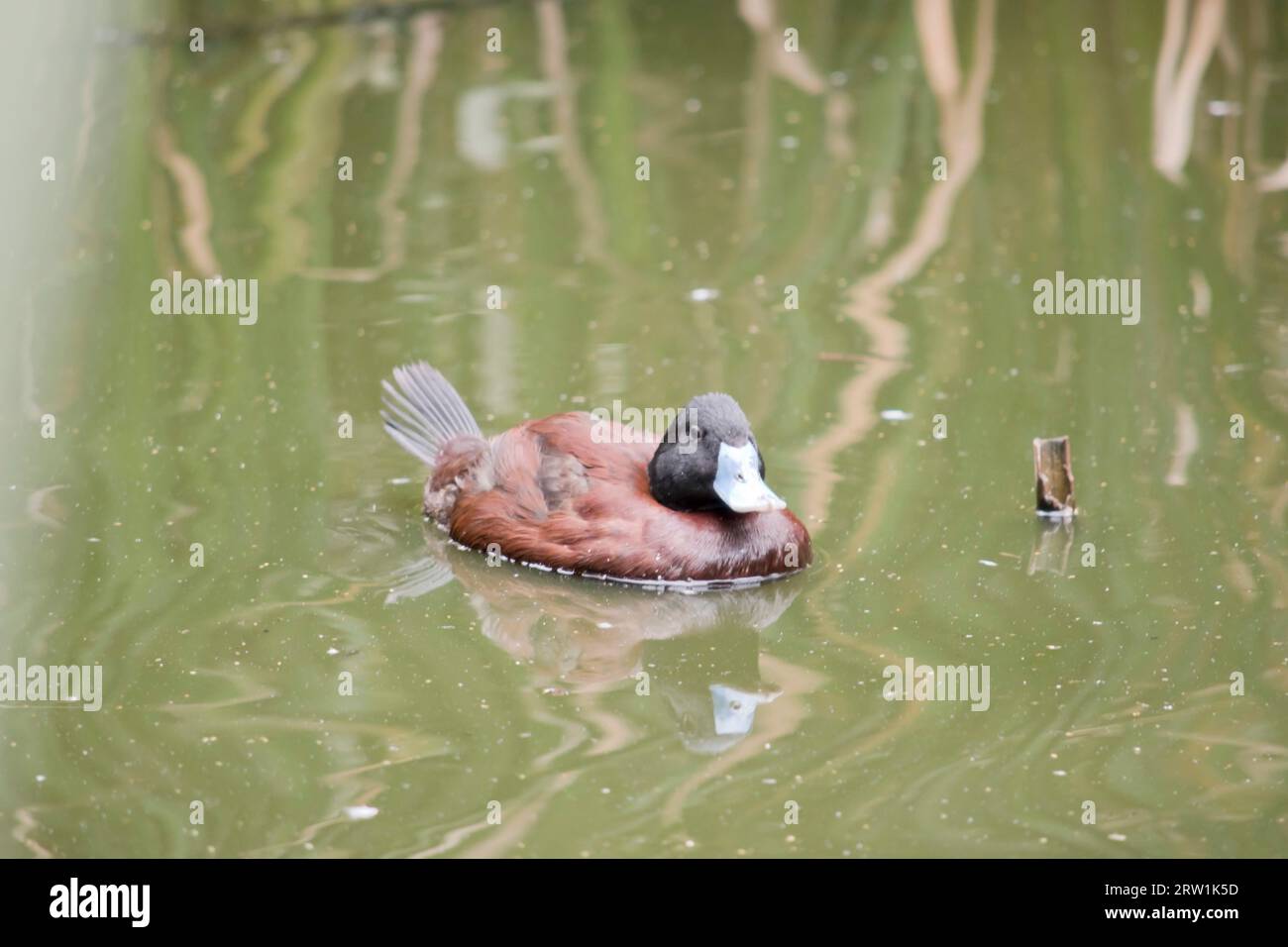 During the mating season the male's bill will turn a bright blue ...