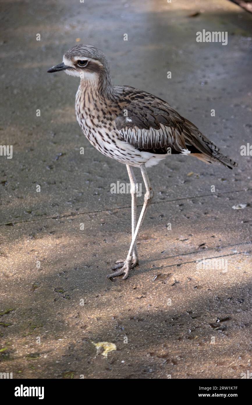 The bush stone curlew has grey-brown feathers with black streaks, a ...