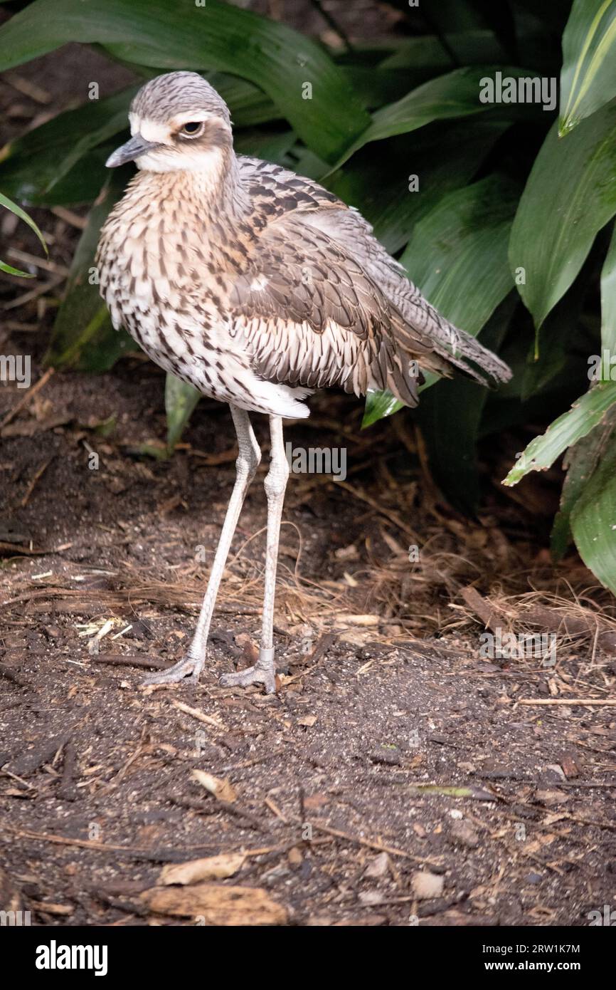 The bush stone curlew has grey-brown feathers with black streaks, a ...