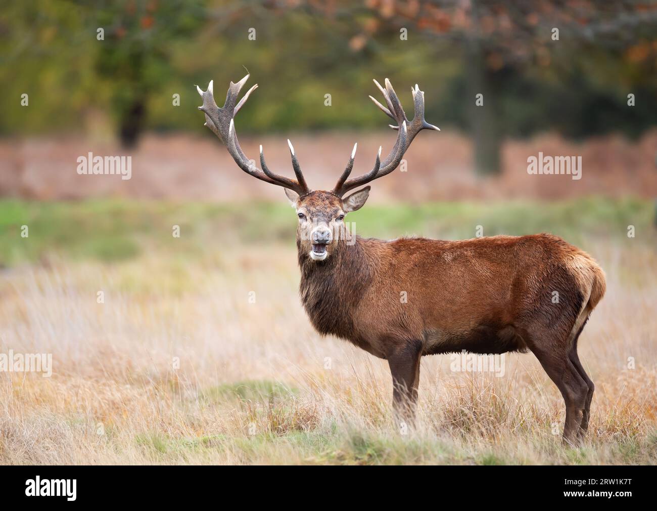 Red stag head uk hi-res stock photography and images - Alamy