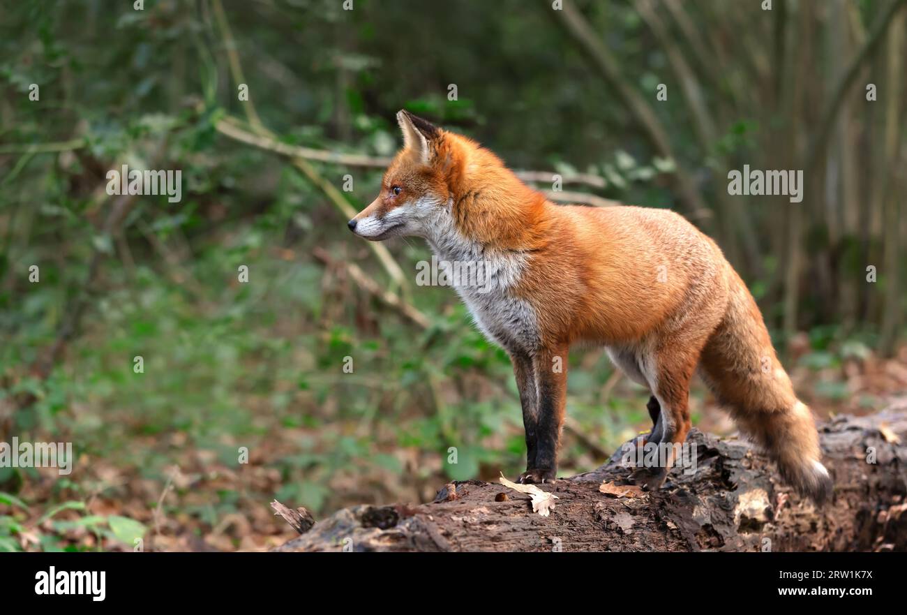 Log in a forest hi-res stock photography and images - Alamy